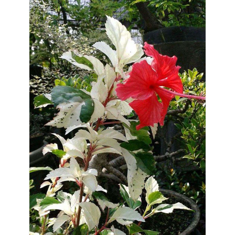 Jual Bunga Sepatu Variegata Putih Stek Batang Kembang Merah Bibit ...