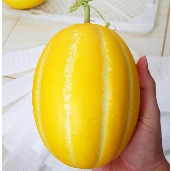Jual Biji benih buah import melon korea Chamoe Long fruited Melon Rugby ...