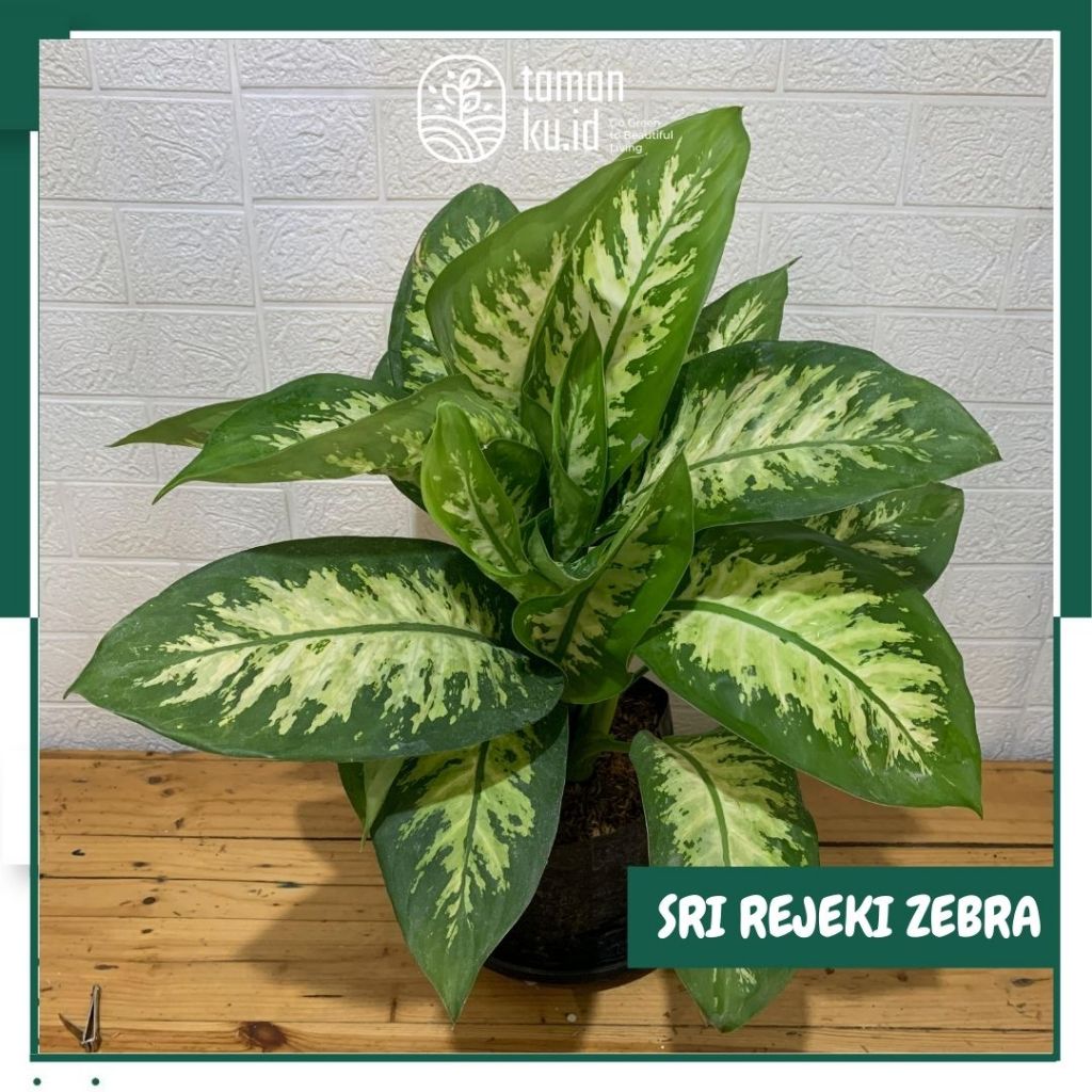 Jual Sri Rejeki Zebra Tanaman Hias Indoor dengan Corak Daun Cantik ...