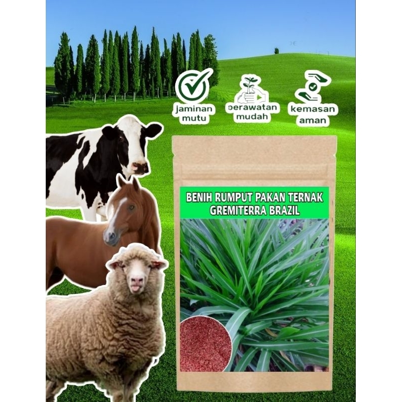 Jual Terbaru!! 4KG Benih rumput pakan ternak Gremiterra berazil ...