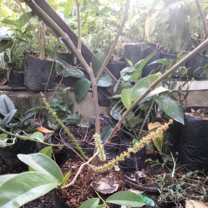 Jual POHON BUNI BERBUAH SIZE BESAR"KHUSUS ARMADA INSTAN DAN CARGO ...