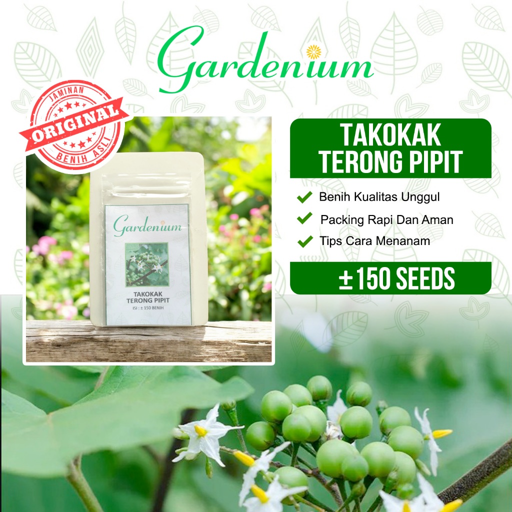 Jual GARDENIUM Benih Takokak Terong Pipit Solanum Torvum Unggul ...