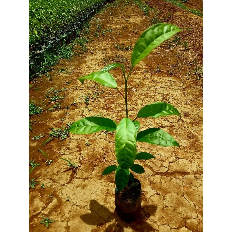 Jual Paket 5 bibit tanaman Rasamala ukuran (30-40 cm) siap tanam ...