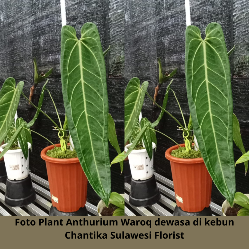 Jual Anthurium Waroq ( ORI ) Lidah Gajah Tanaman Hias | Shopee Indonesia