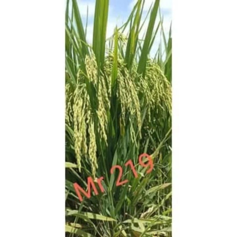 Jual Benih padi MR 219 Original 5kg | Shopee Indonesia