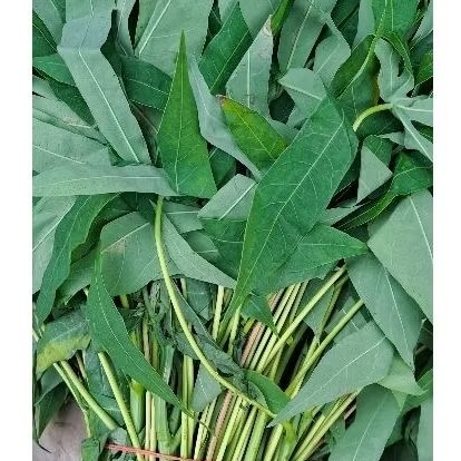 Jual daun ubi | Shopee Indonesia
