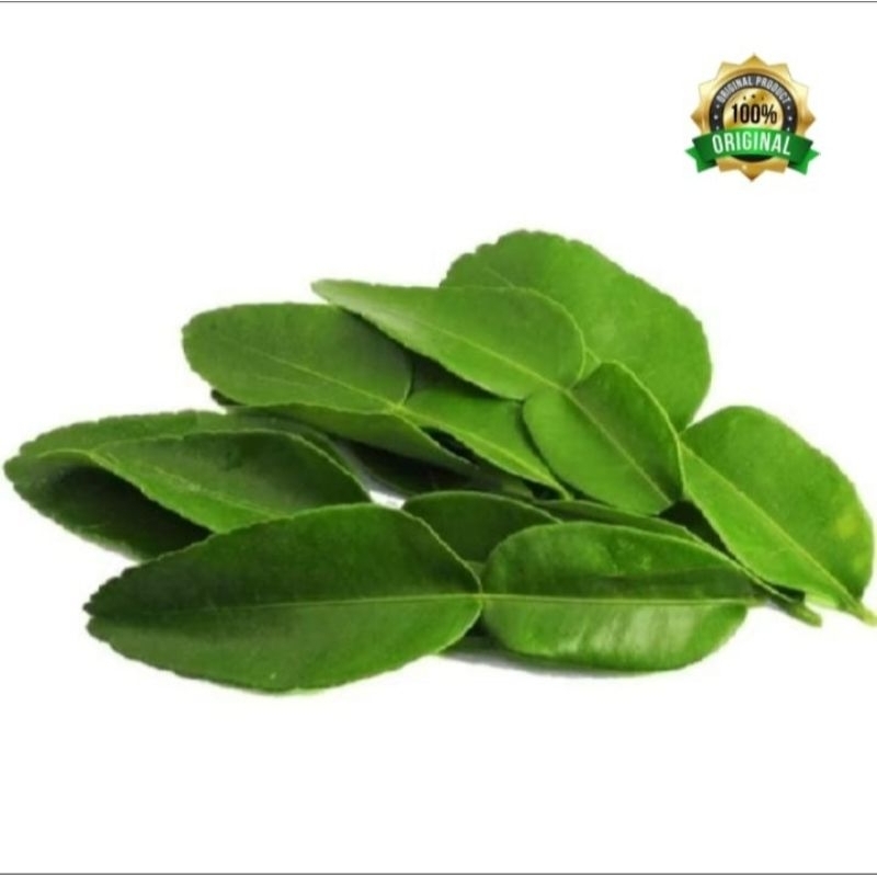 Jual Daun jeruk purut per pak 100gram segar | Shopee Indonesia