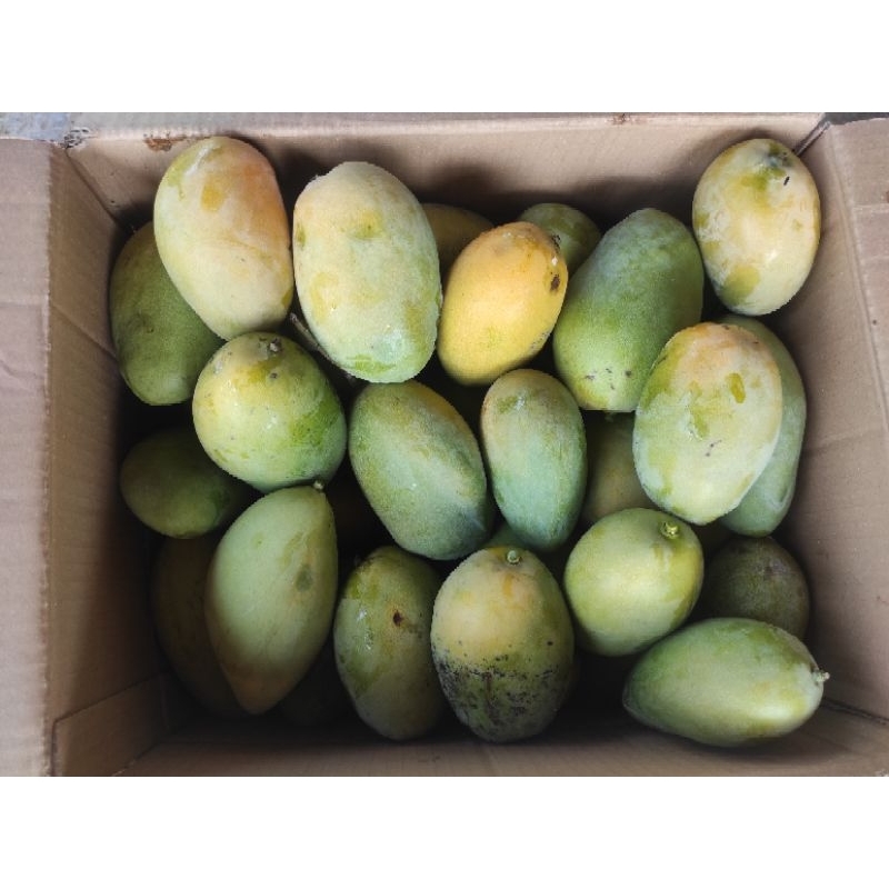 Jual Mangga Gajah/Mangga Sinawang isi 1 Kg besar | Shopee Indonesia