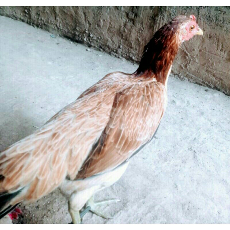 Jual Ayam elba petelur siap bertelur,umur 5-6bulan | Shopee Indonesia