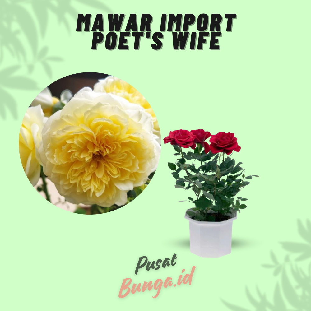 Jual Bunga Mawar Import Poet's Wife Berbunga Wangi & Bergaransi Bunga ...