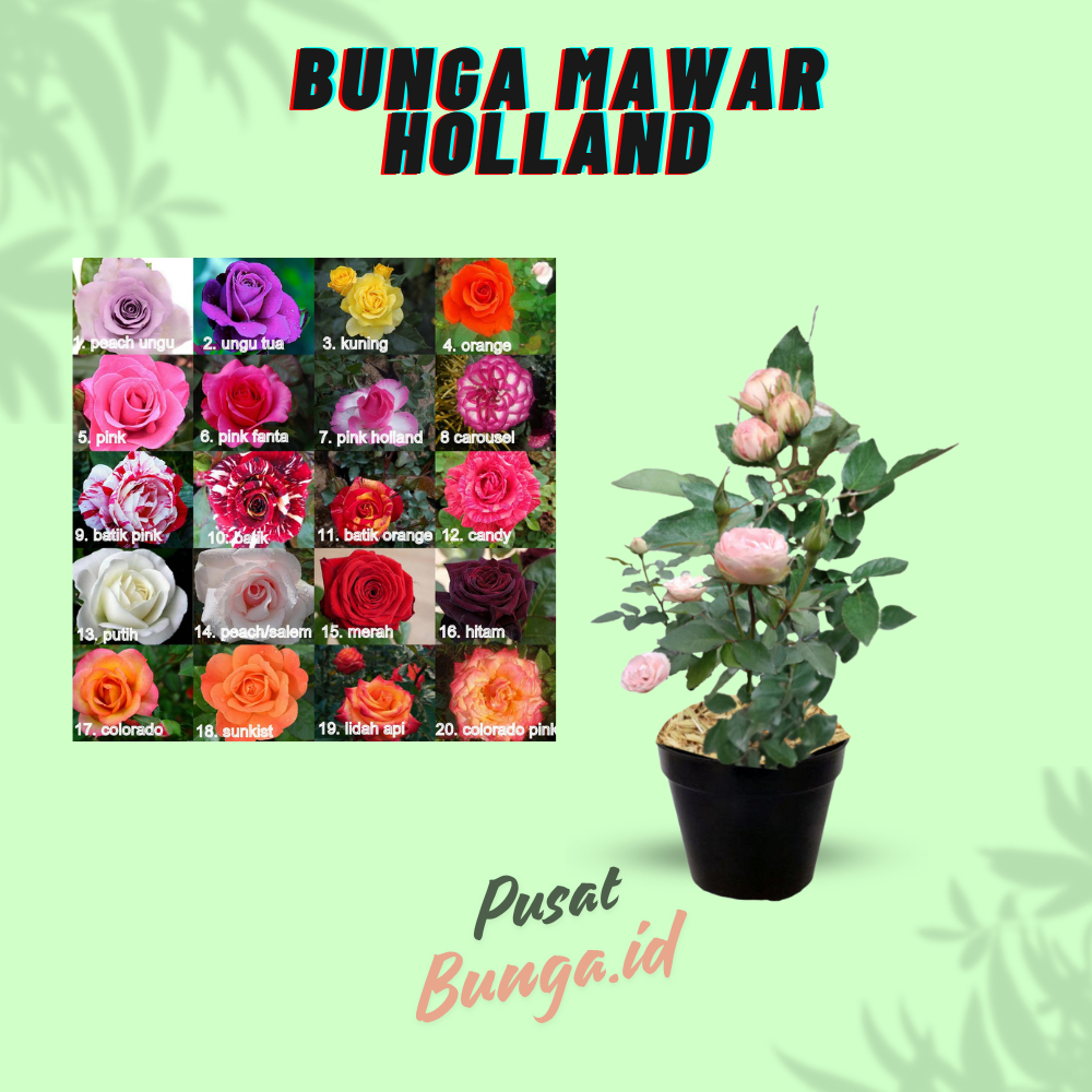 Jual Bibit Tanaman Bunga Mawar Holland Sudah Berbunga Bisa Pilih Warna ...