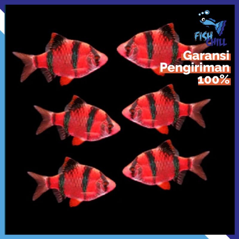 Jual Hiasan Aquarium • RED BARB T1GER F|sH • Aquascape Soliter Mini Lampu LED Batu Pasir Malang ...