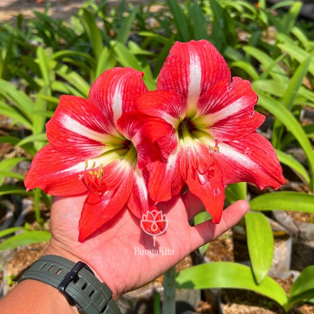 Jual Bunga Amarylis Amaryllis Amarilis Bakung Merah Corak Putih Bintang ...