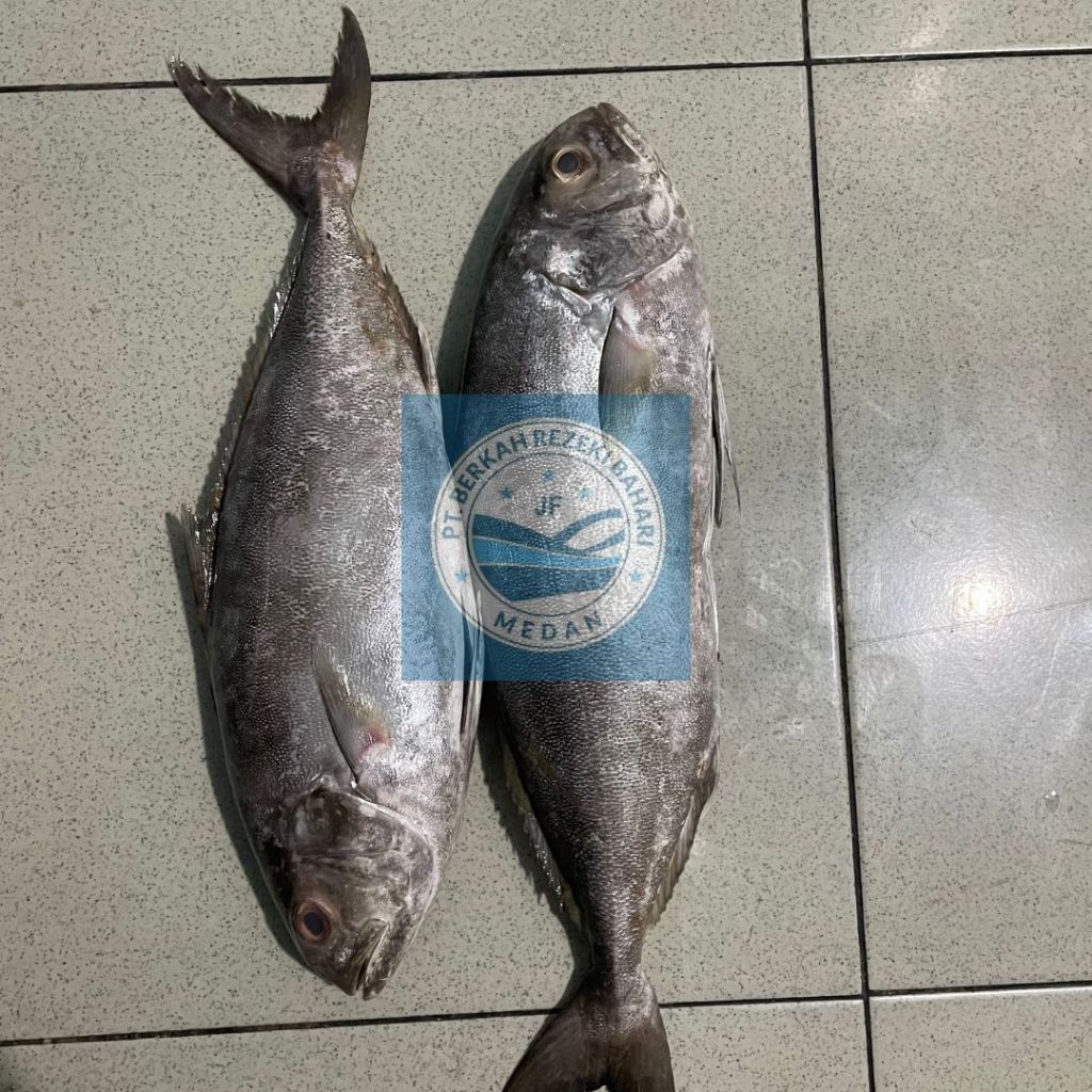 Jual Ikan Aji Aji Segar per kg | Shopee Indonesia