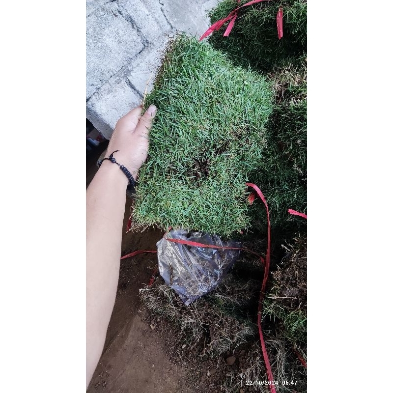 Jual Rumput Jepang | RUMPUT JEPANG | Rumput Taman Satu Lembar | Shopee ...