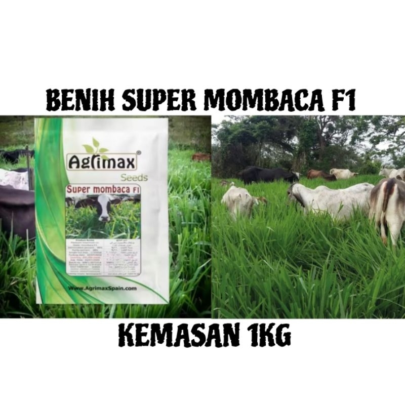 Jual 1KG Benih Super Mombaca F1 Urban Farming Mombasa - Bibit Rumput ...