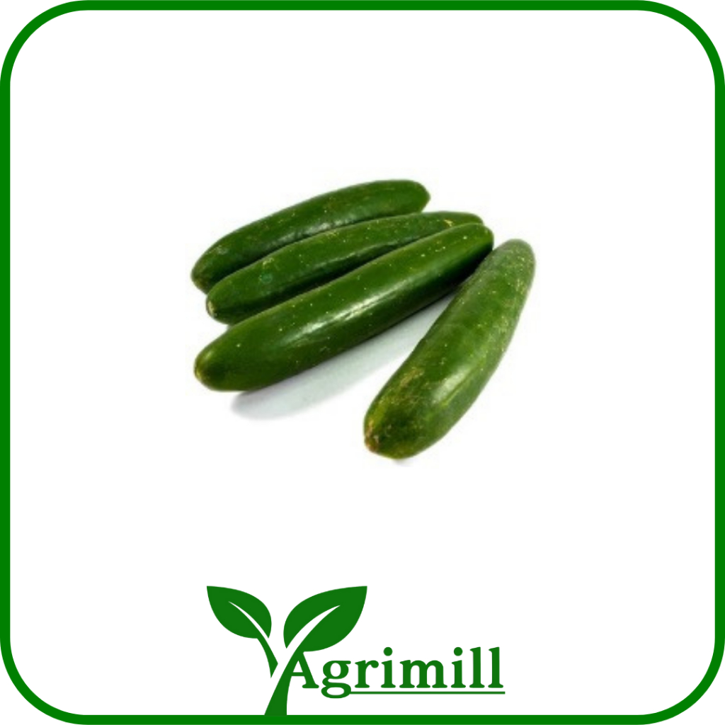 Jual Timun Jepang | Timun Sushi | Kyuri | Shopee Indonesia