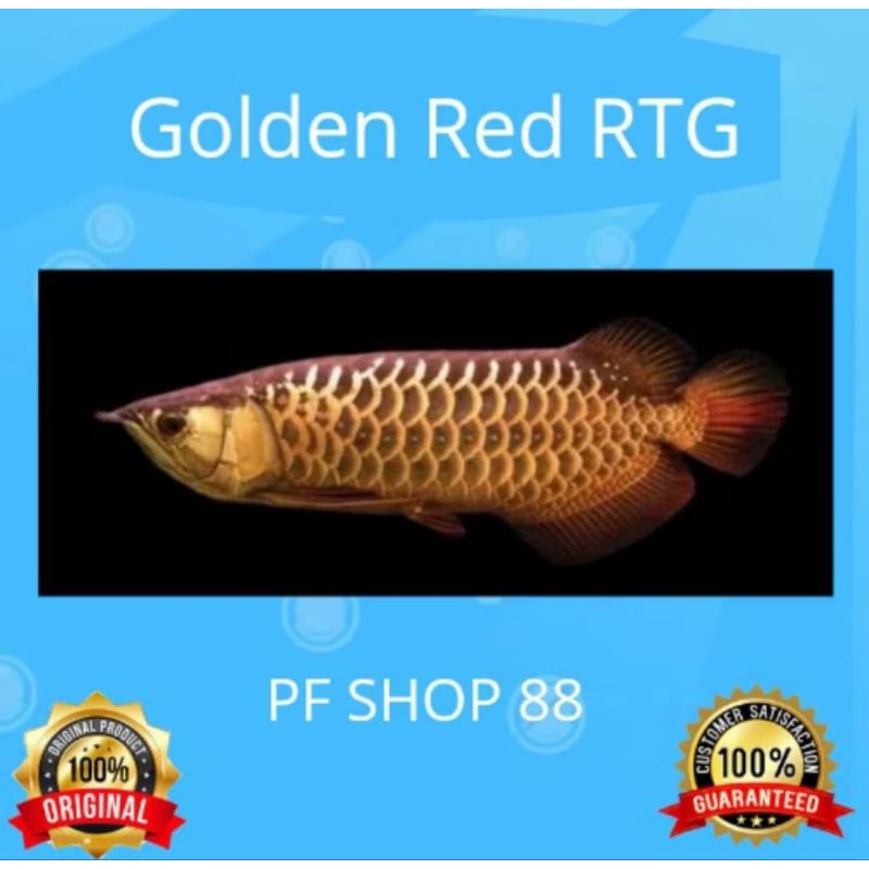 Jual Ikan hias Golden Red RTG Top Grade Lengkap Chip dan Serti | Shopee ...