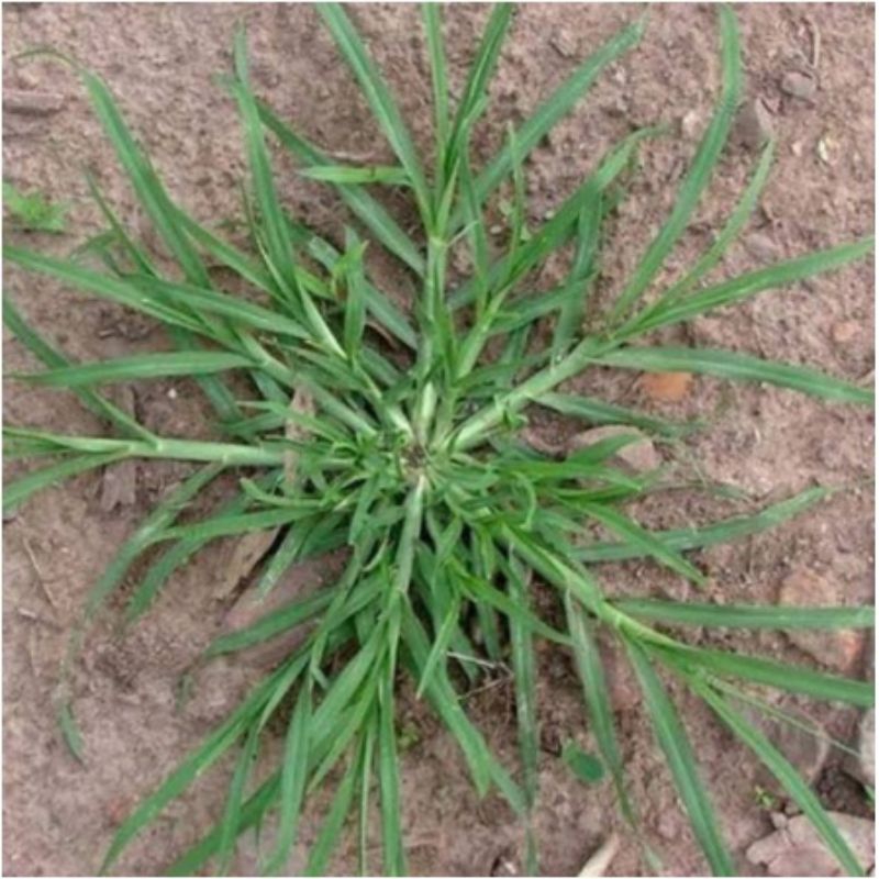 Jual DAUN BELULANG, DAUN JAMPANG SEGAR 500g | Shopee Indonesia