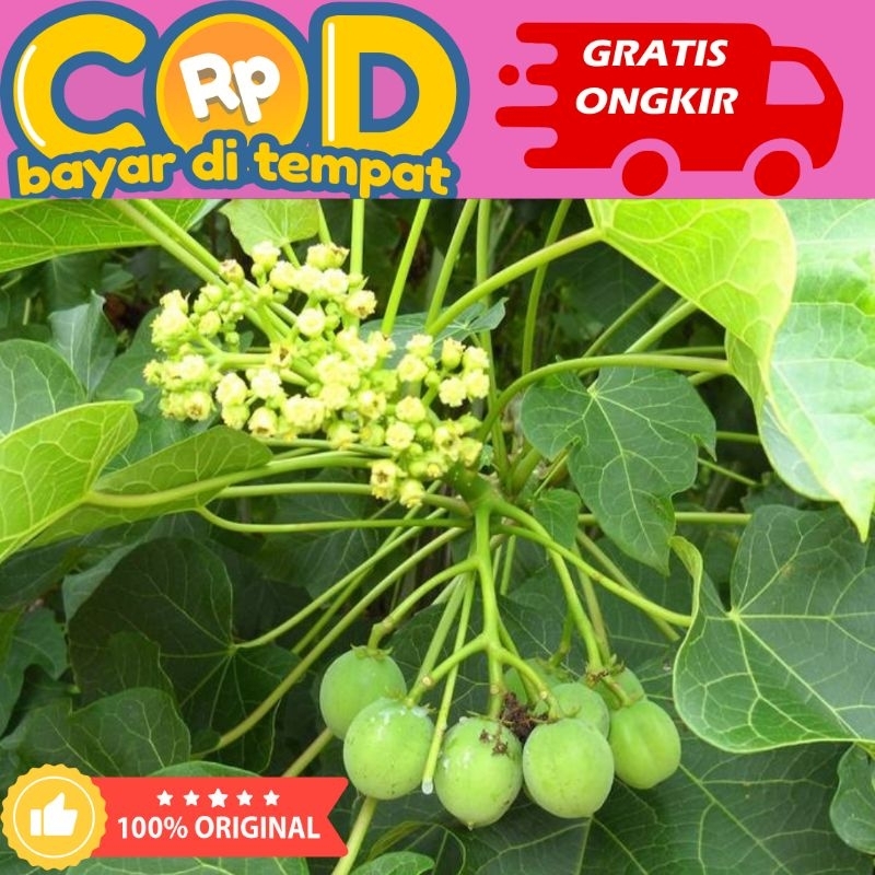 Jual buah jarak segar hijau harga persatu biji untuk obat herbal ...