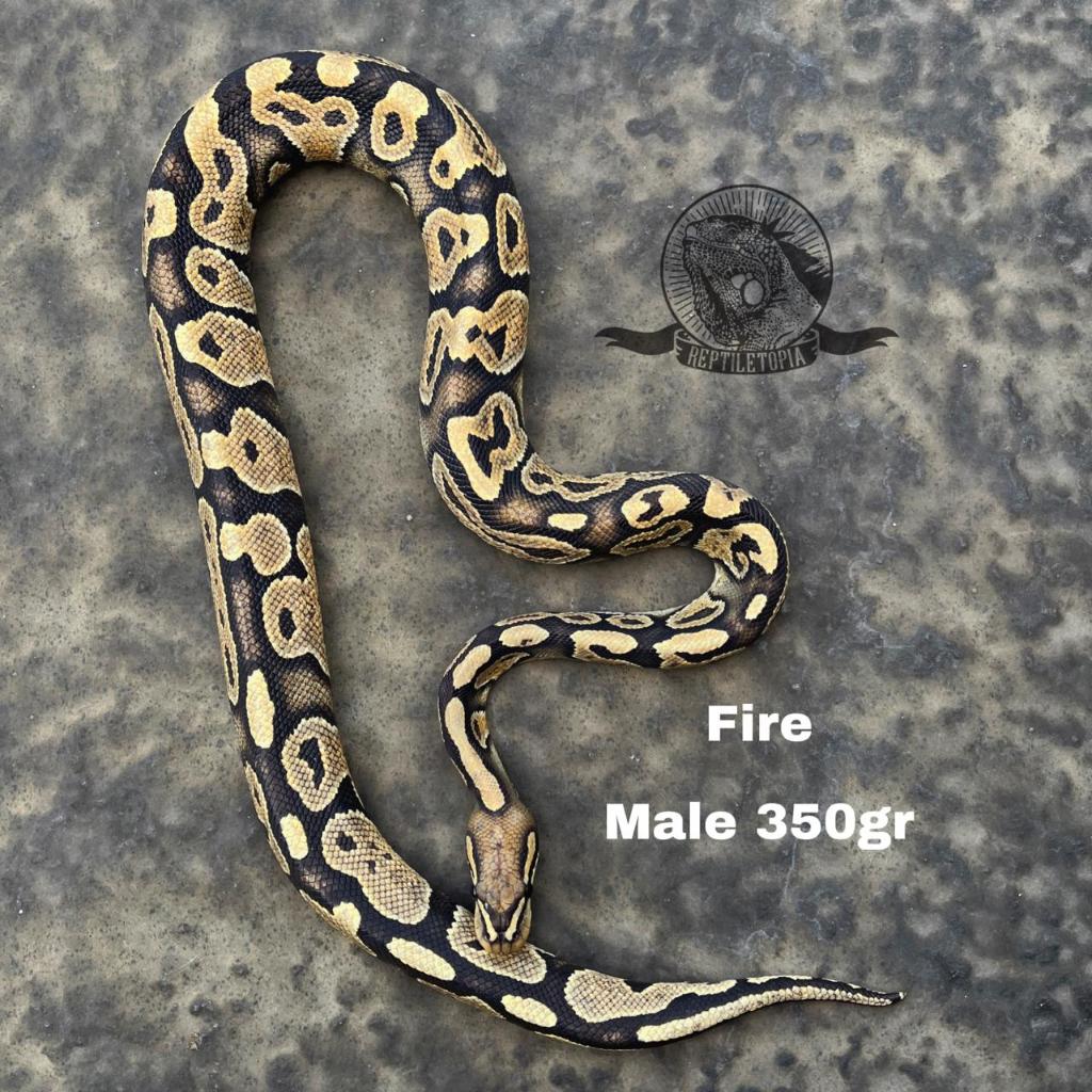 Jual Ball Python Fire Male 350gr - bukan albino snow panana corn king milk snake | Shopee Indonesia