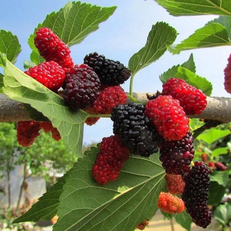 Jual Tanaman Buah Murbei Bibit Buah Murbey Buah Besaran Mulberry ...