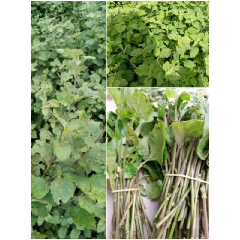 Jual 25 batang bibit Nilam pucuk variantes Sidikalang | Shopee Indonesia