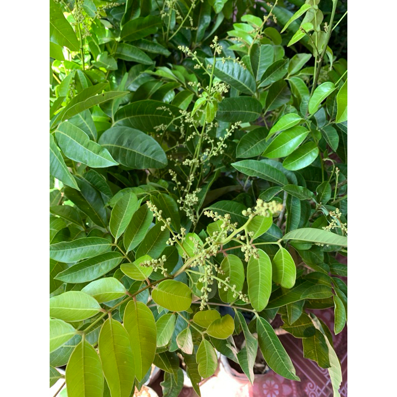 Jual KELENGKENG MATALADA BERBUNGA 1mter | Shopee Indonesia