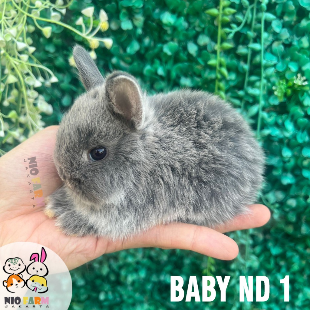 Jual Kelinci Netherland Dwarf Baby | Shopee Indonesia