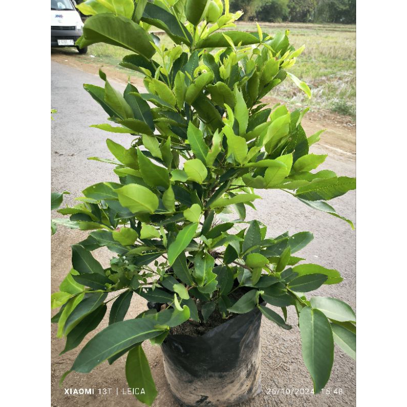 Jual bonsai jambu kingrose rimbun | Shopee Indonesia