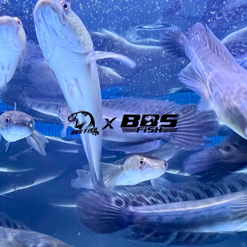 Jual Sortiran simet ys/ yellow sentarum / free sticker | Shopee Indonesia