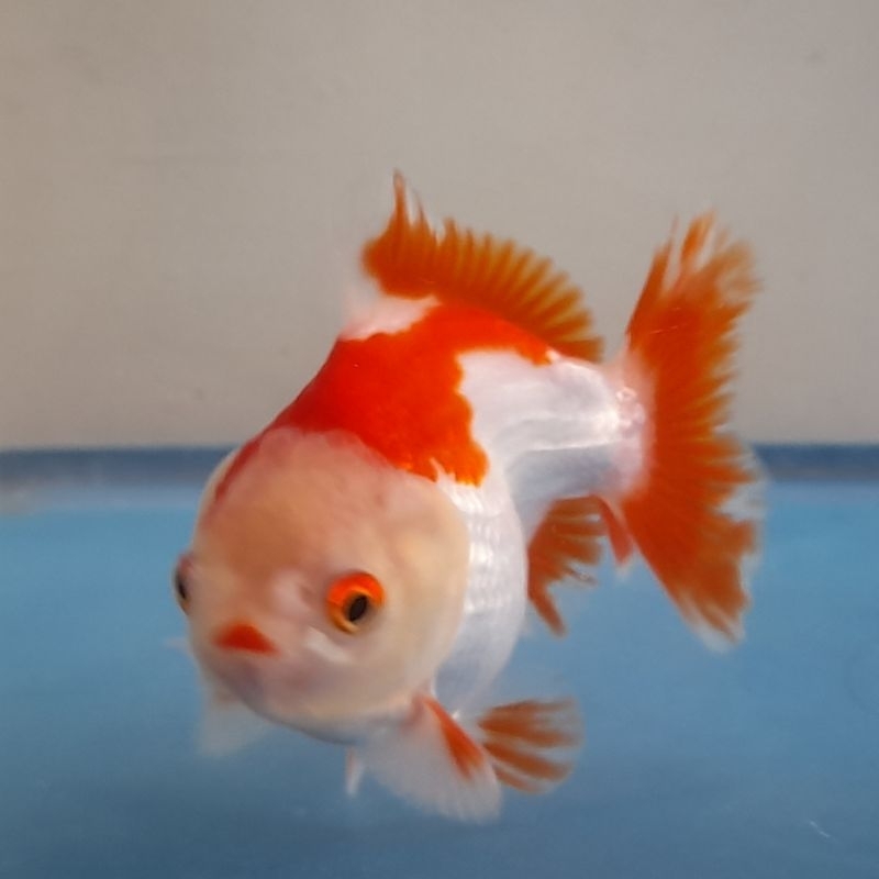 Jual ikan mas koki oranda short tail body ginchu tebal | Shopee Indonesia