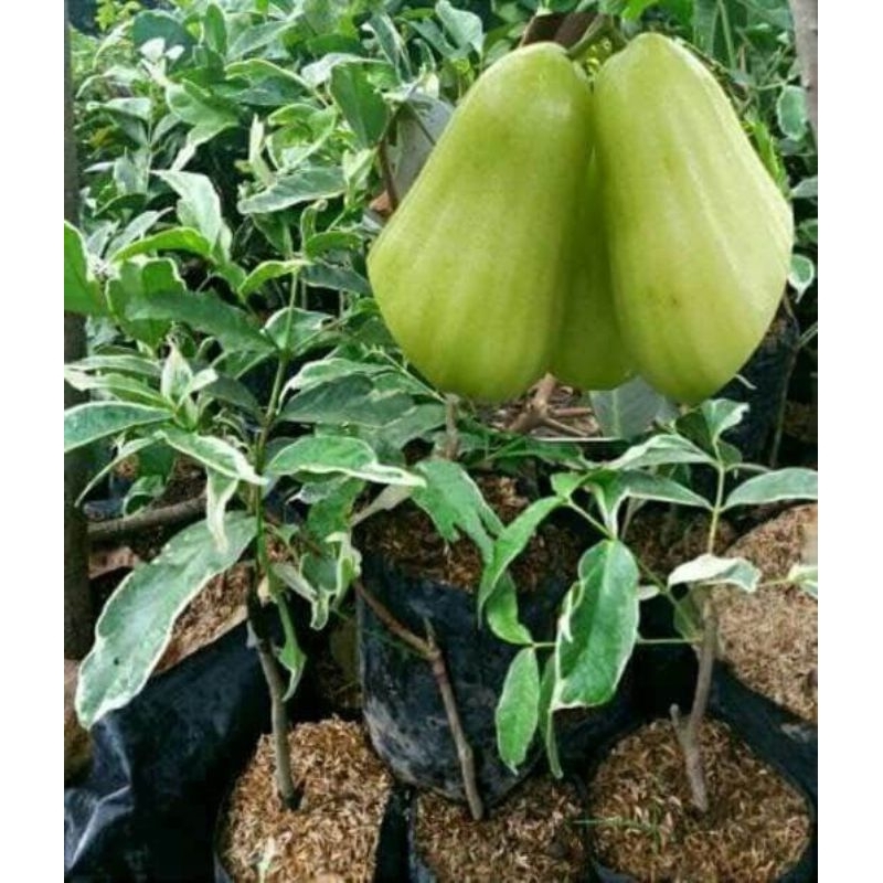 Jual jambu air varigata cangkok berbunga | Shopee Indonesia