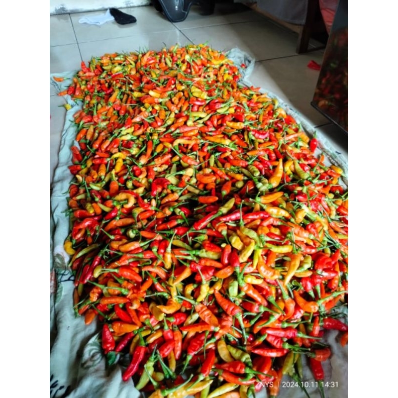 Jual Cabe Caplak Cabai Caplak | Shopee Indonesia