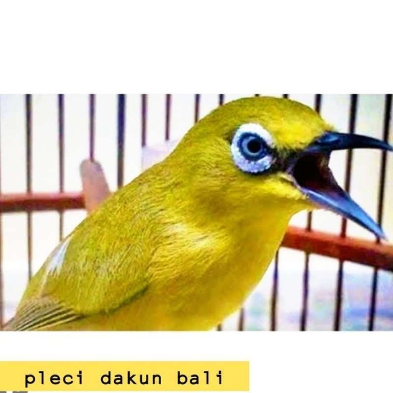 Jual PLECI DAKUN BALI JANTAN ISTIMEWA | Shopee Indonesia