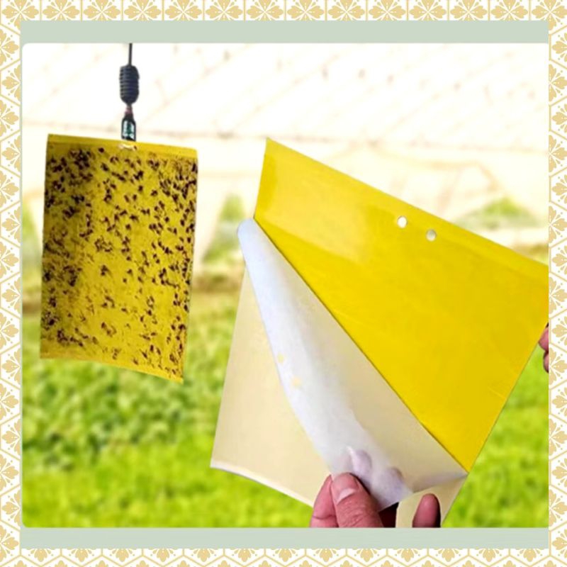 Jual ( isi 10 lembar ) yellow trap perangkap perekat jebakan serangga ...