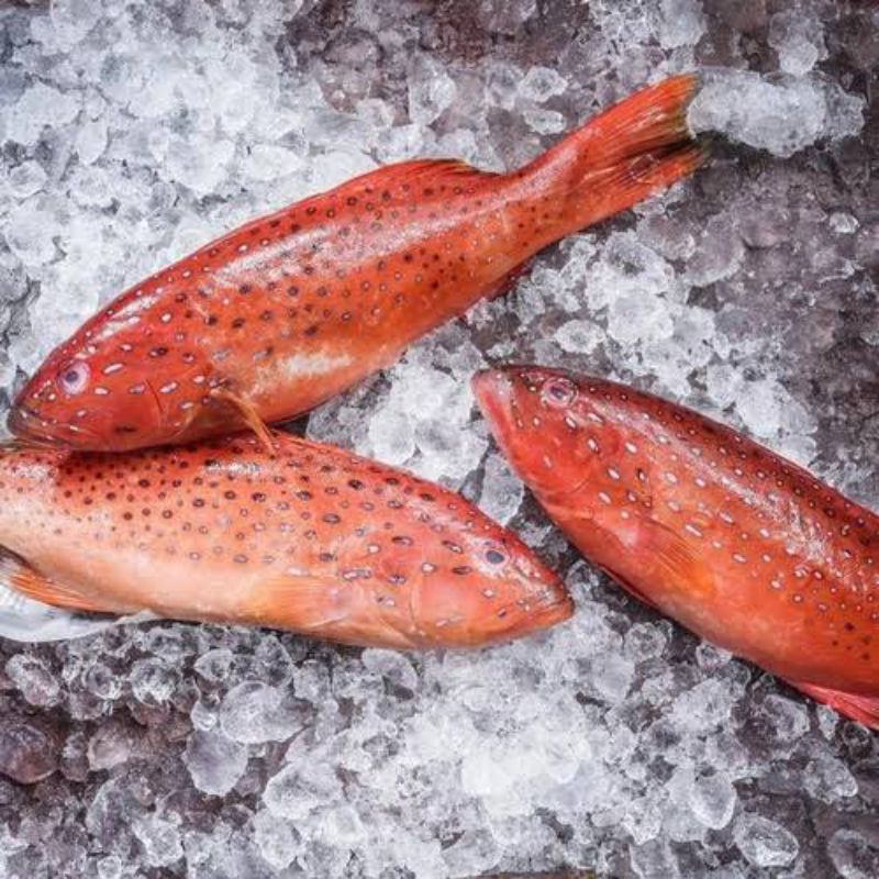 Jual Ikan Kerapu Lodi Kerapu Sunu Premium Hasil Laut Segar Seafood 1 Kg ...