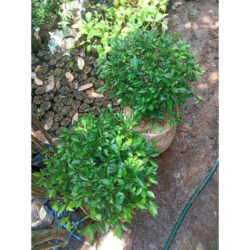 Jual pohon teh-tehan bulat tanaman bulat teh tehan | Shopee Indonesia