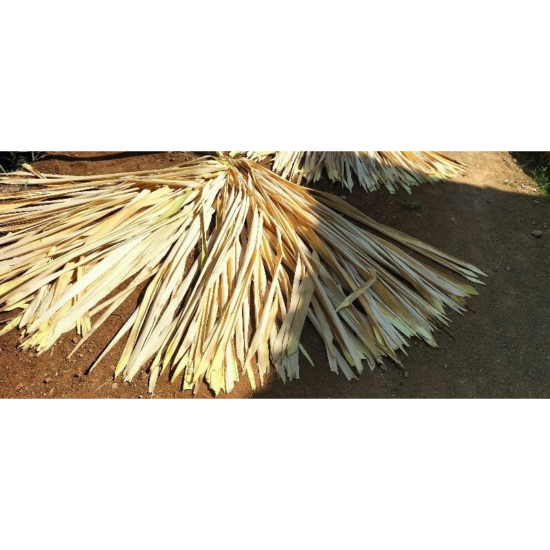 Jual Daun aren muda / daun kering isi 50 lembar | Shopee Indonesia