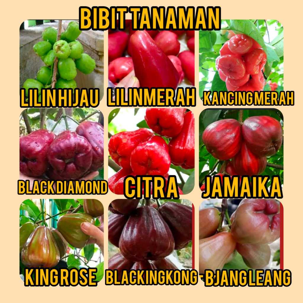 Jual Bibit Jambu 1 Meter Macam Jenis 1 kilo muat 2 Bibit Jambu / Citra ...