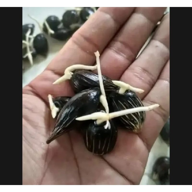 Jual Harga eceran 8000/butir benih sawit unggul VERDANT SELECT | Shopee ...