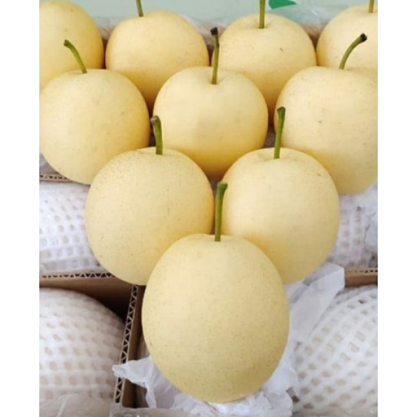Jual Pear Century Import Fresh & Segar Ukuran 500g & 1Kg | Shopee Indonesia