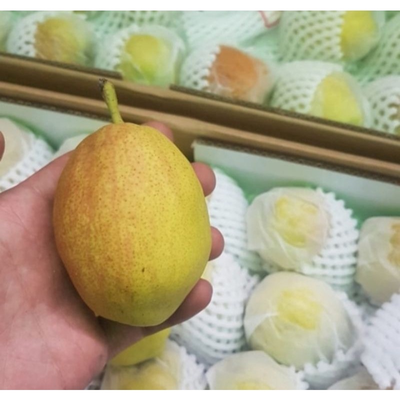 Jual Pear Xiang Lie Import Manis & Fresh berat 500g & 1kg | Shopee ...