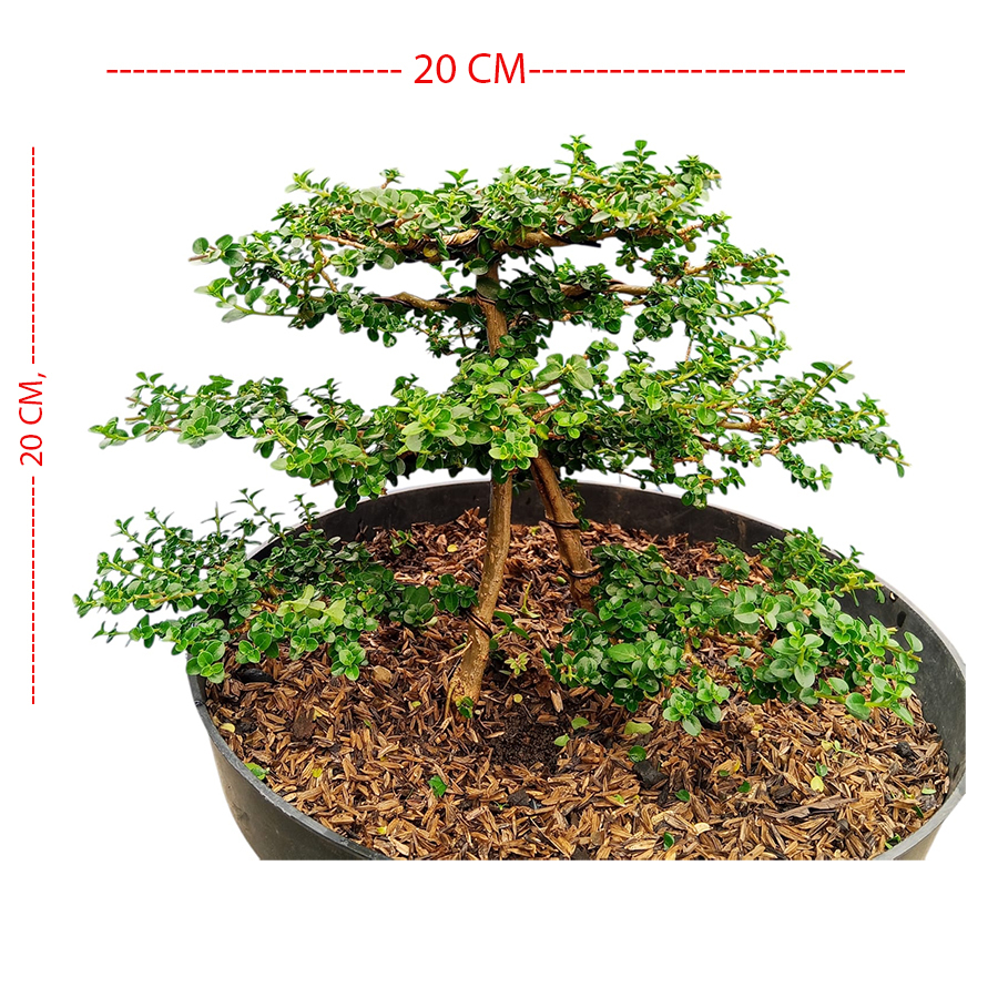 Jual Bonsai Bonsai Sancang Premna Microphylla 004 | Shopee Indonesia