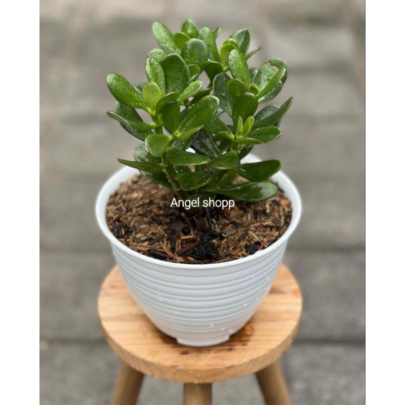 Jual PROMO! Paket Jade Plant SuperRimbun Size Besar+Pot+Batu+Tatakan ...