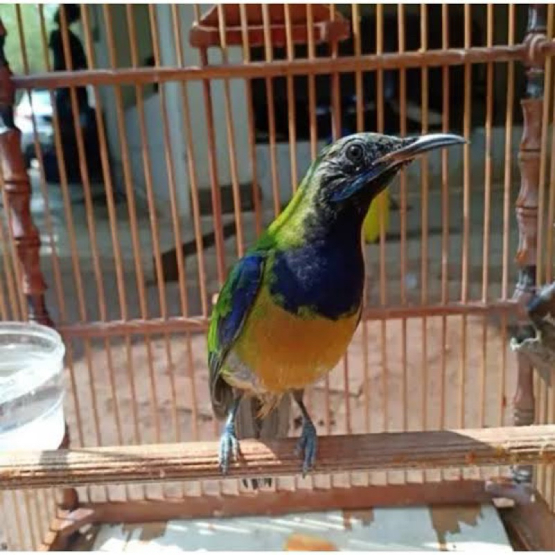 Jual CUCAK CUNGKOK JANTAN Dewasa pilihan rajin bunyi (asal china ...