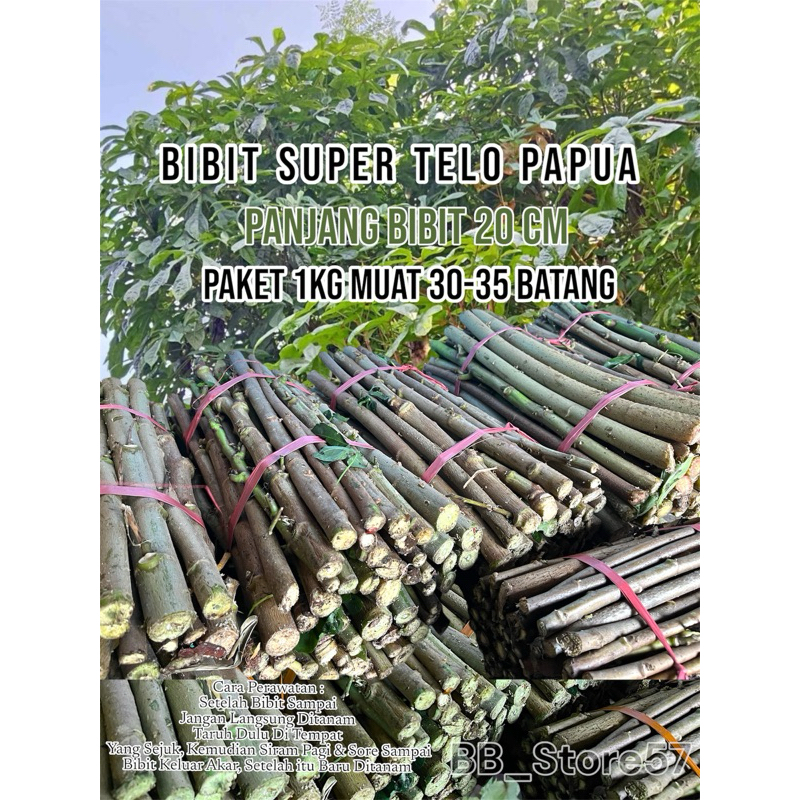 Jual TELO PAPUA SUPER SINGKONG PAPUA PANJANG 20-25 CM ISI 15 - 25 BIBIT ...