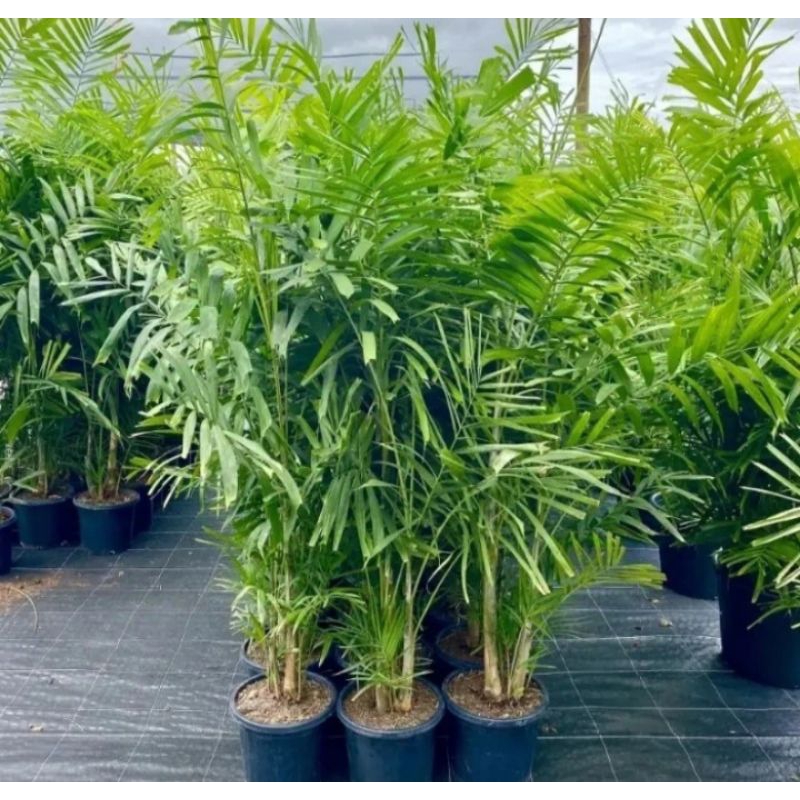 Jual pohon palem jepang tinggi 2 meter+rimbun hijau tanaman palem ...