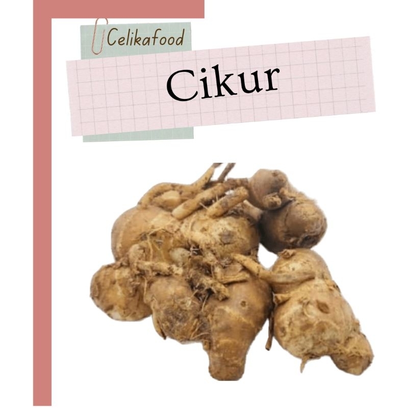 Jual Kencur Cikur Rempah Bumbu Masakan Fresh Jamu Segar Seblak | Shopee ...