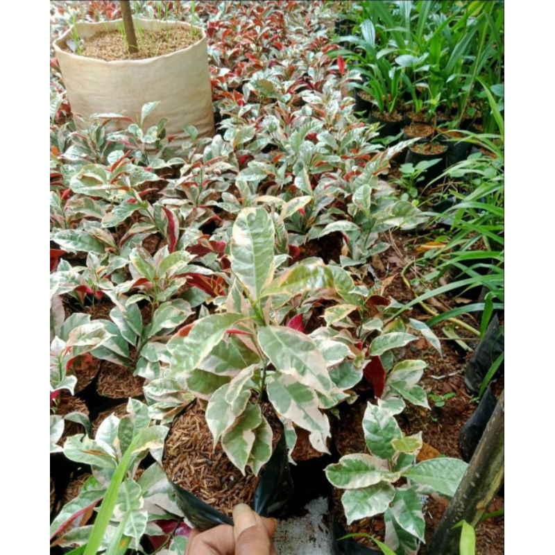 Jual SAMBAN DARA / Tanaman hias sambang darah merah | Shopee Indonesia